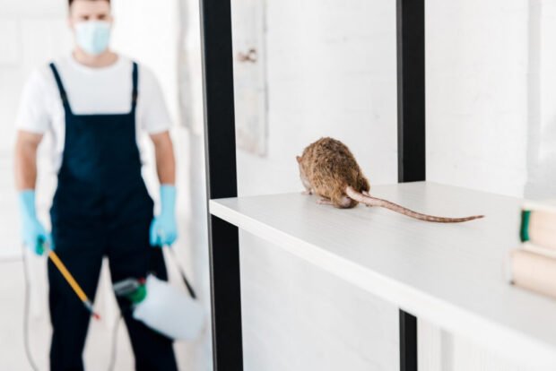 Comment se passe une dératisation ? - MBM Hygiene