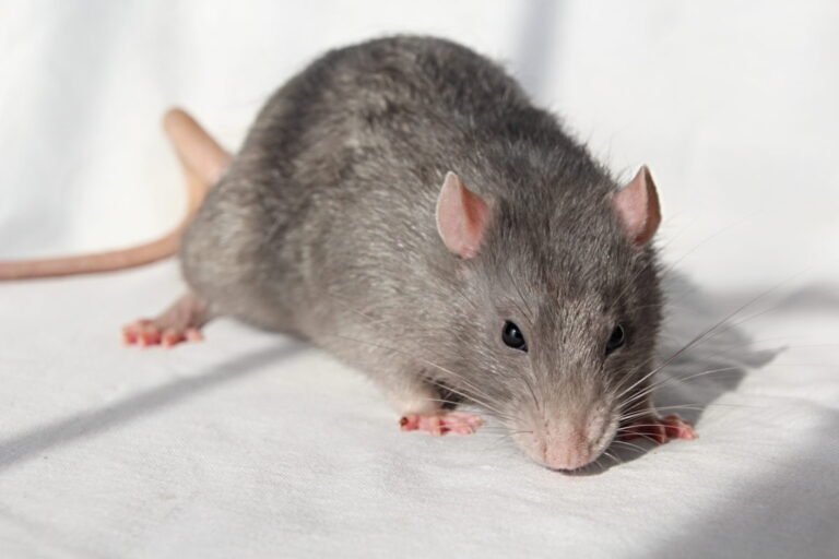 Que faire en cas d’invasion de rats ? - MBM Hygiene