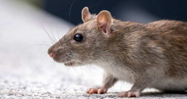 Que faire en cas d’invasion de rats ? - MBM Hygiene