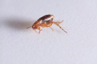 Comment se débarrasser des puces ? 7 astuces anti-puces efficaces - MBM ...