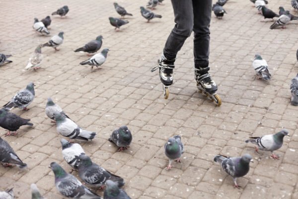 Fiente de pigeon : quels dangers pour la santé et les bâtiments ? - MBM ...