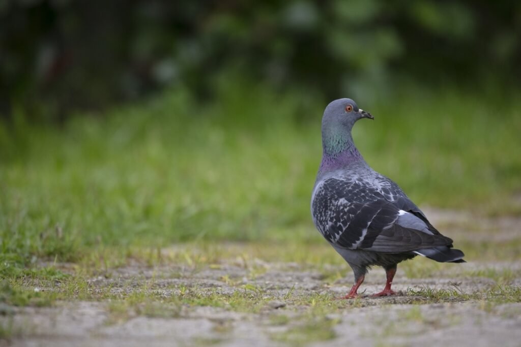 Fiente de pigeon : quels dangers pour la santé et les bâtiments ? - MBM ...