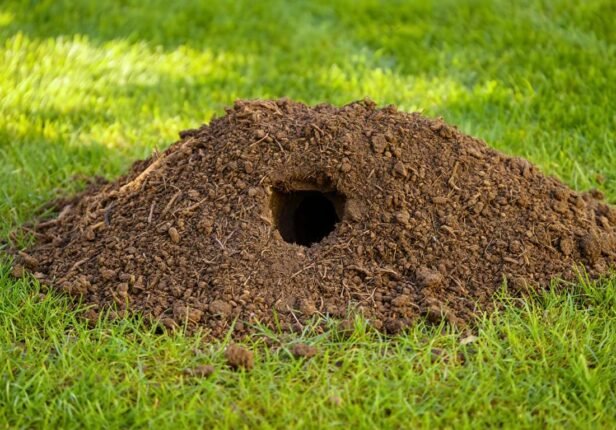 Comment les rats entrent dans une maison ? - MBM Hygiene